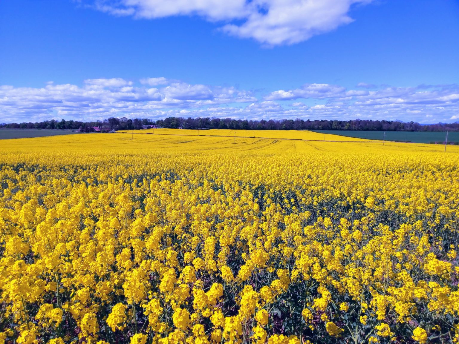 Scottish Rapeseed Honey - High in Pollen to help those allergies.